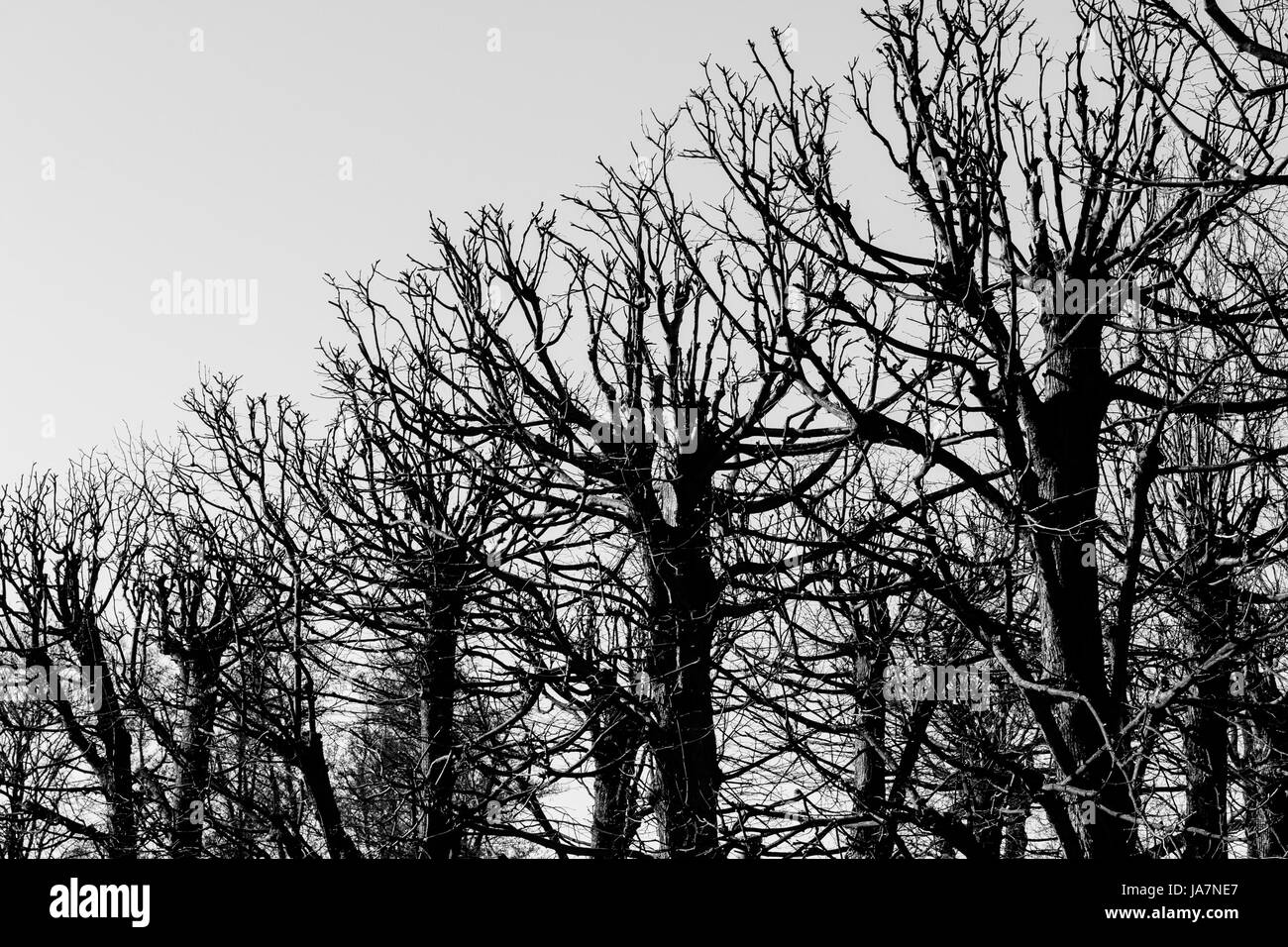 isolated, tree, winter, wood, trunk, sad, fear, sadness, depression ...