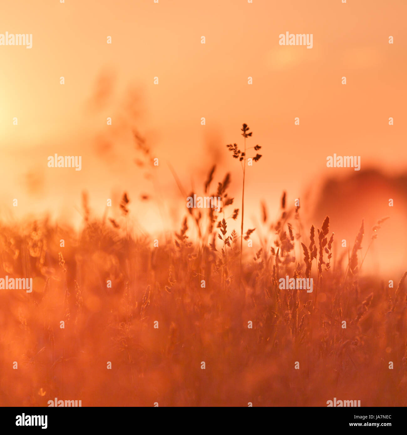 blue, environment, enviroment, horizon, ground, soil, earth, humus ...