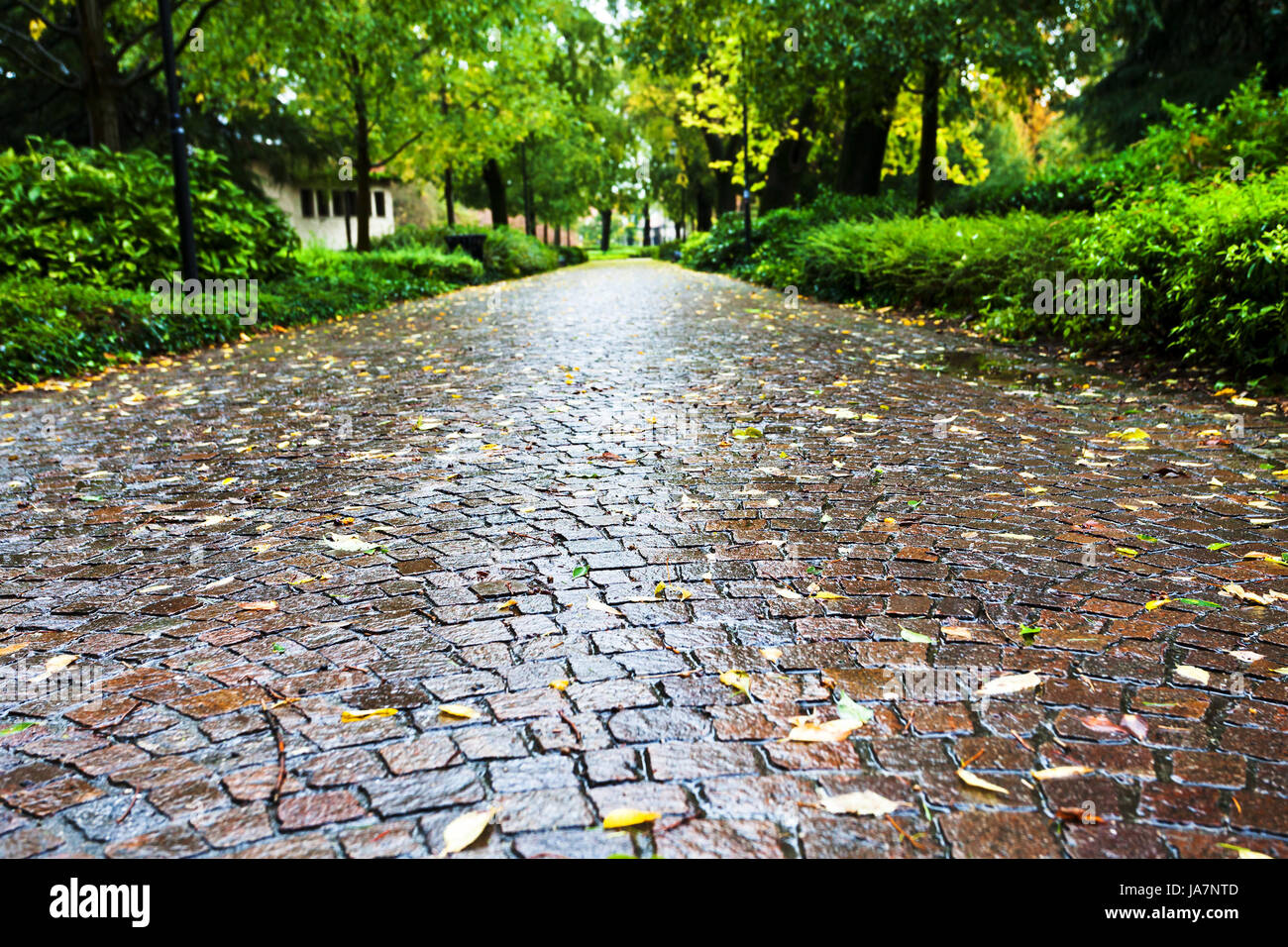 leaf, city, town, park, stone, pavement, outdoor, wet, sight, view ...