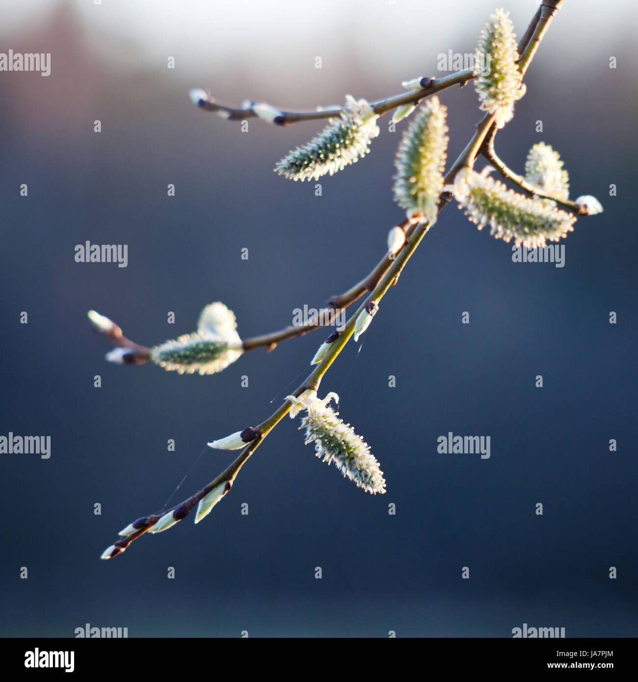 tree, wood, bloom, blossom, flourish, flourishing, male, masculine ...