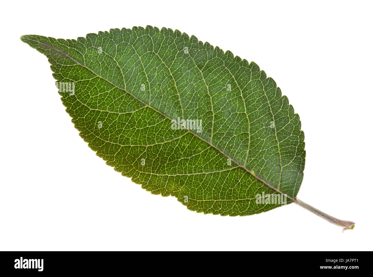 leaf, isolated, tree, flora, botany, one, vein, cut out, botanical ...