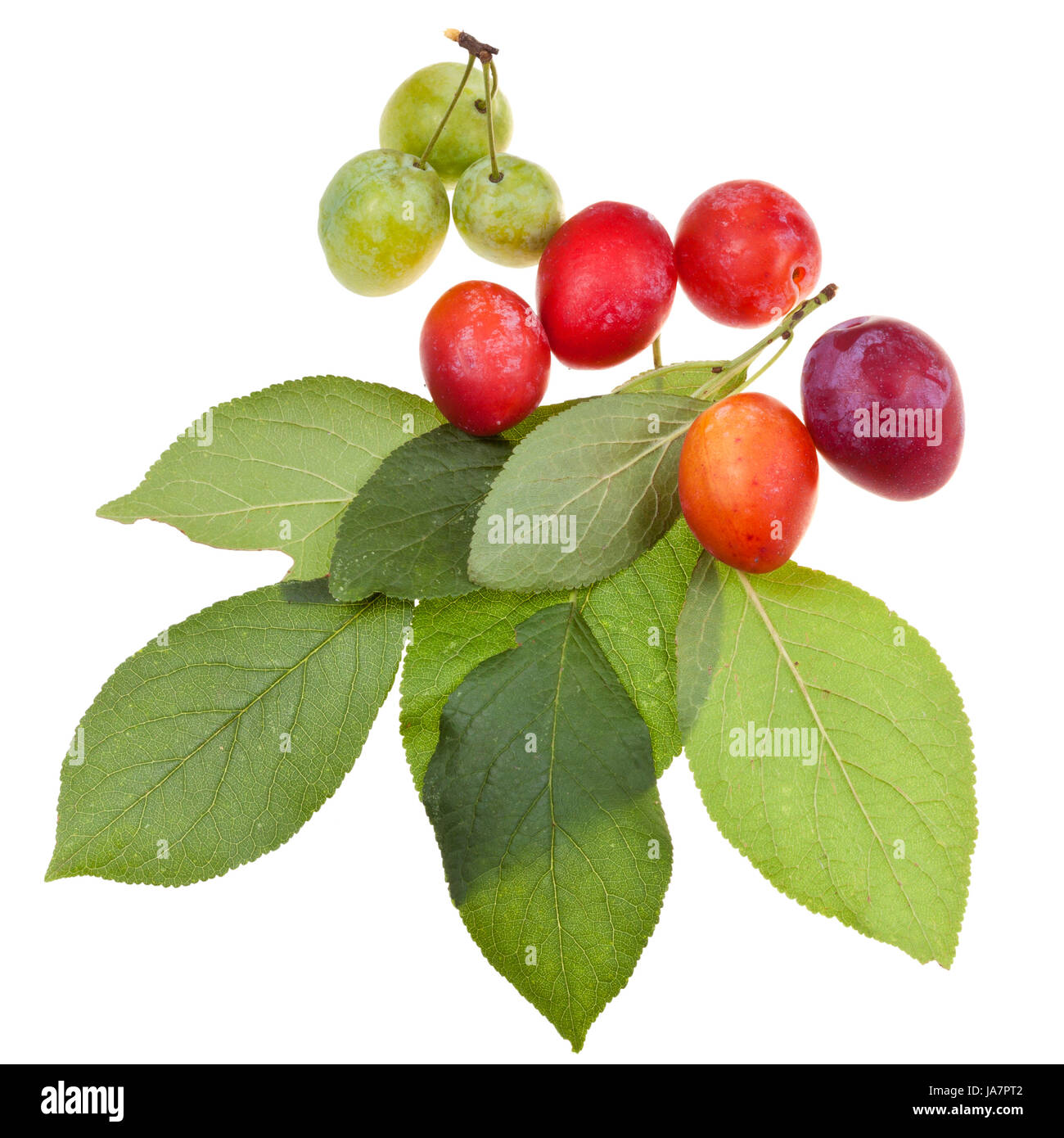 still life, food, aliment, leaf, isolated, tree, flora, summer ...