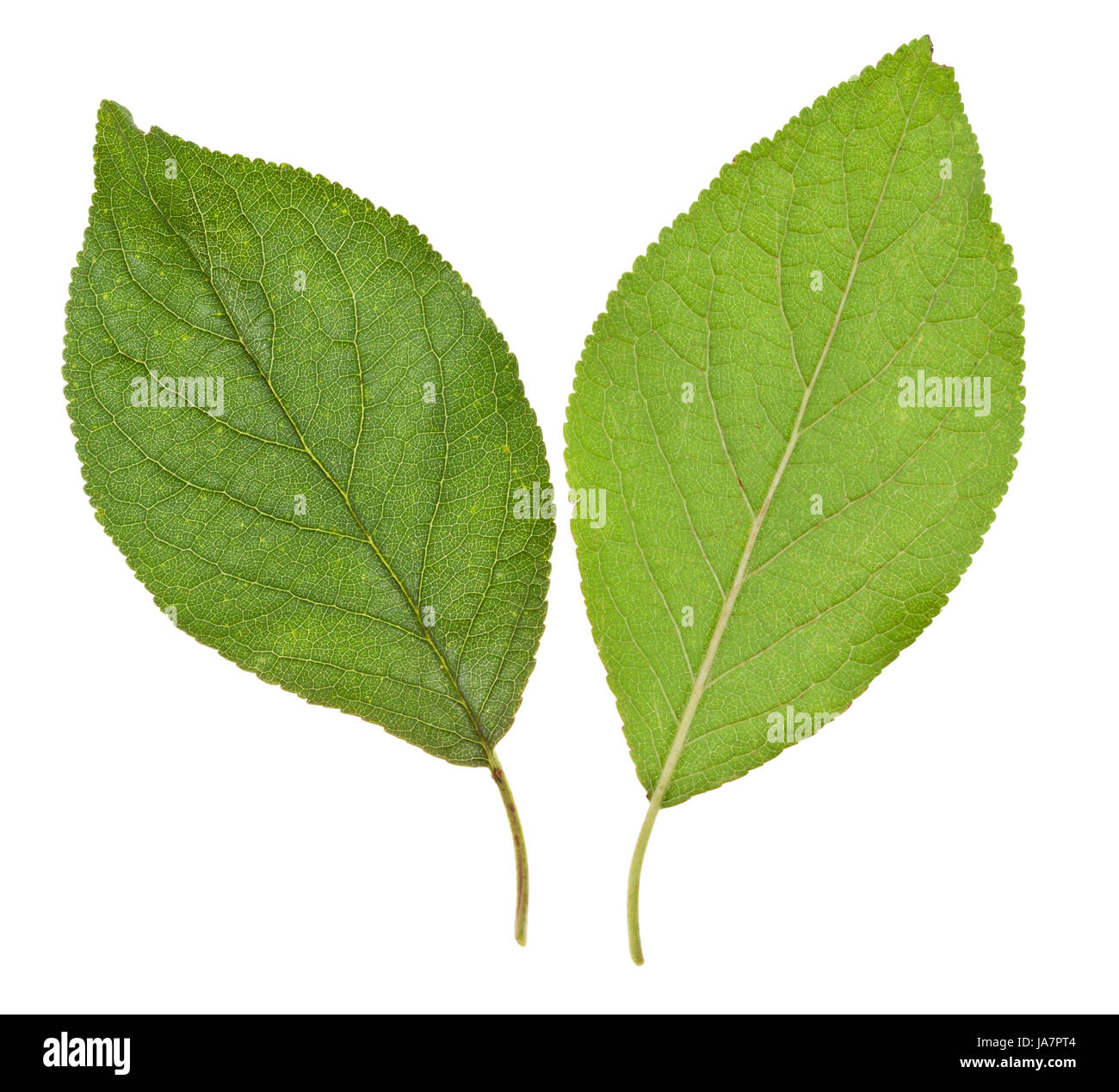 leaf, isolated, tree, flora, botany, vein, plum, cut out, plum tree, botanical Stock Photo - Alamy