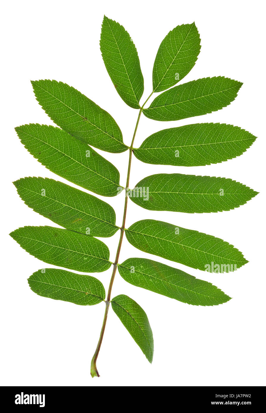 leaf, isolated, tree, flora, botany, summer, summerly, branch, cut out ...