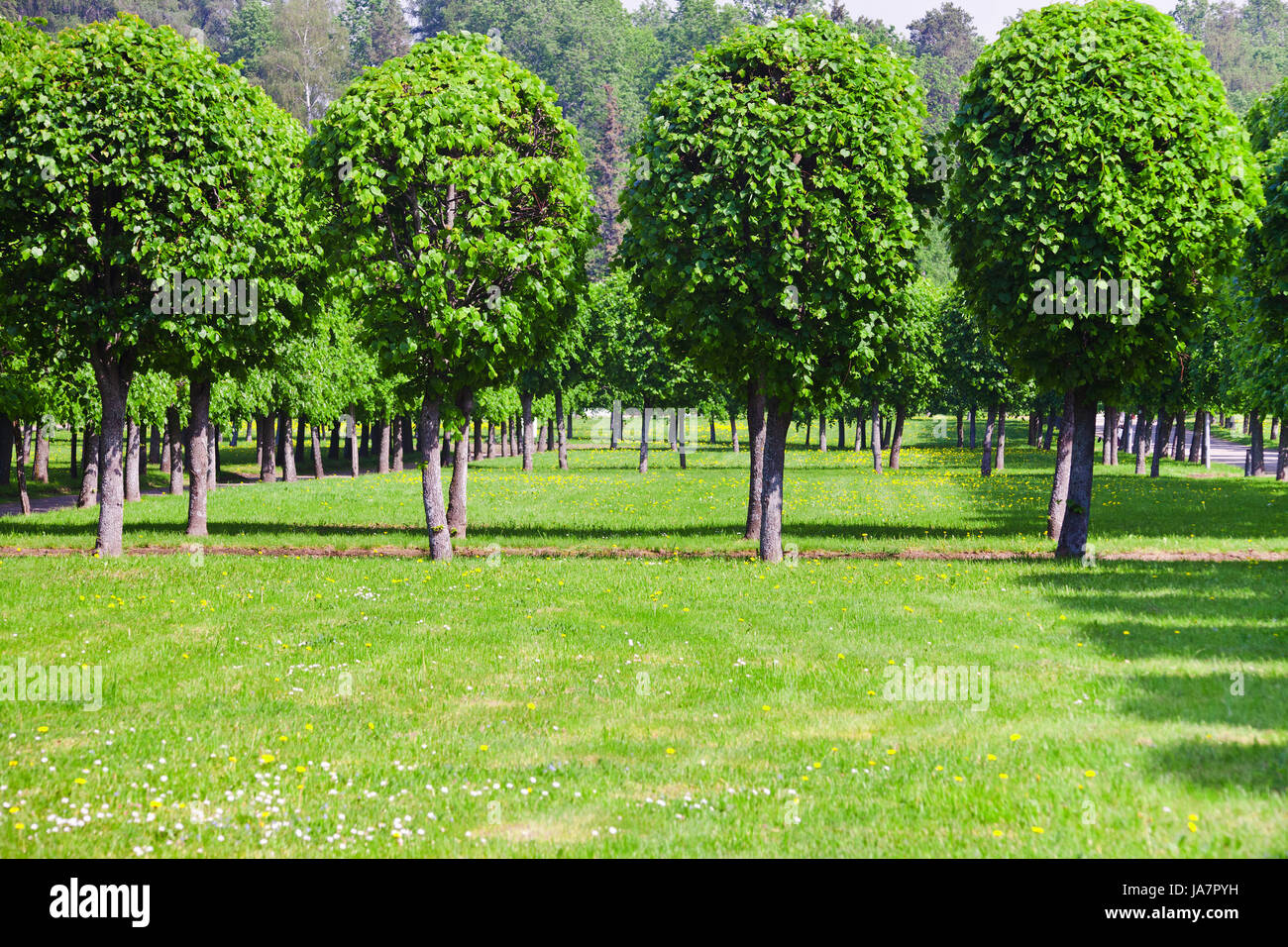 order, model, design, project, concept, plan, draft, tree, park, garden ...