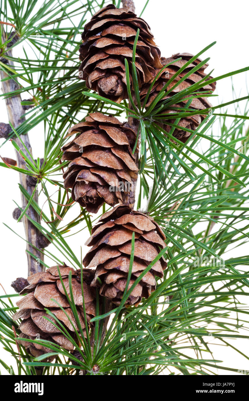 isolated, tree, wood, pine, branch, fir, conifer, cone, needles ...