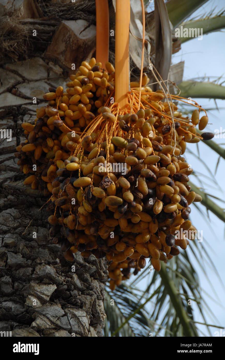 spain - date palm Stock Photo - Alamy