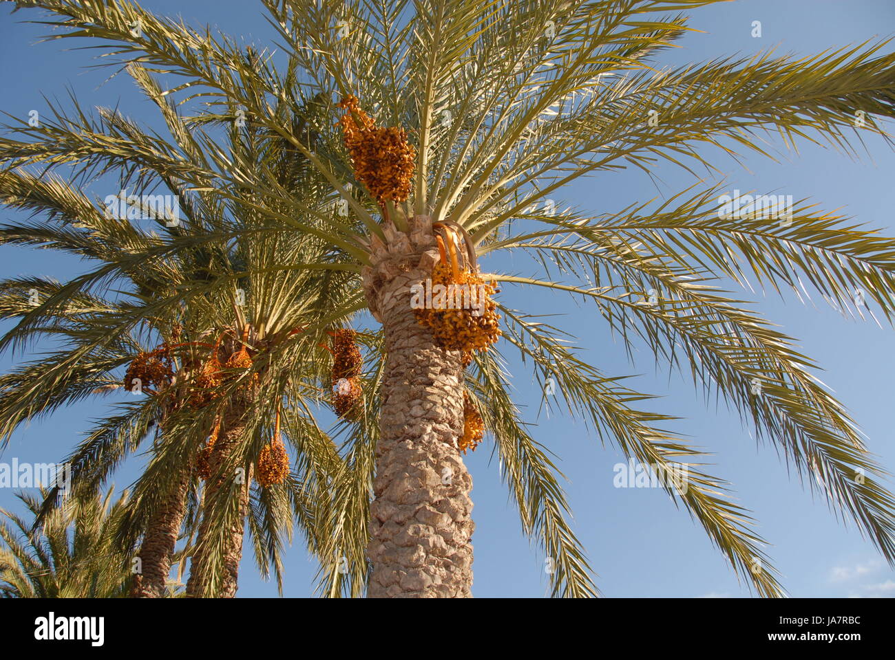 spain - date palm Stock Photo - Alamy
