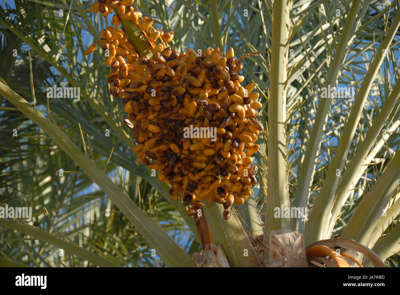 tree, green, leaves, fruit, palm tree, dates, date palm, date, tree ...