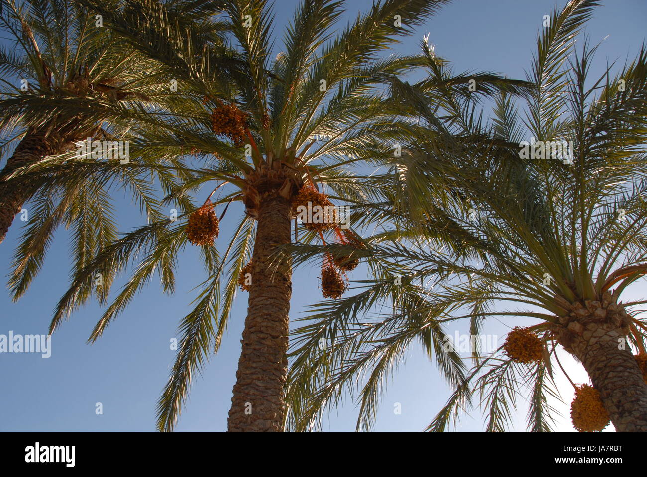 tree, green, leaves, fruit, palm tree, dates, date palm, date, tree ...