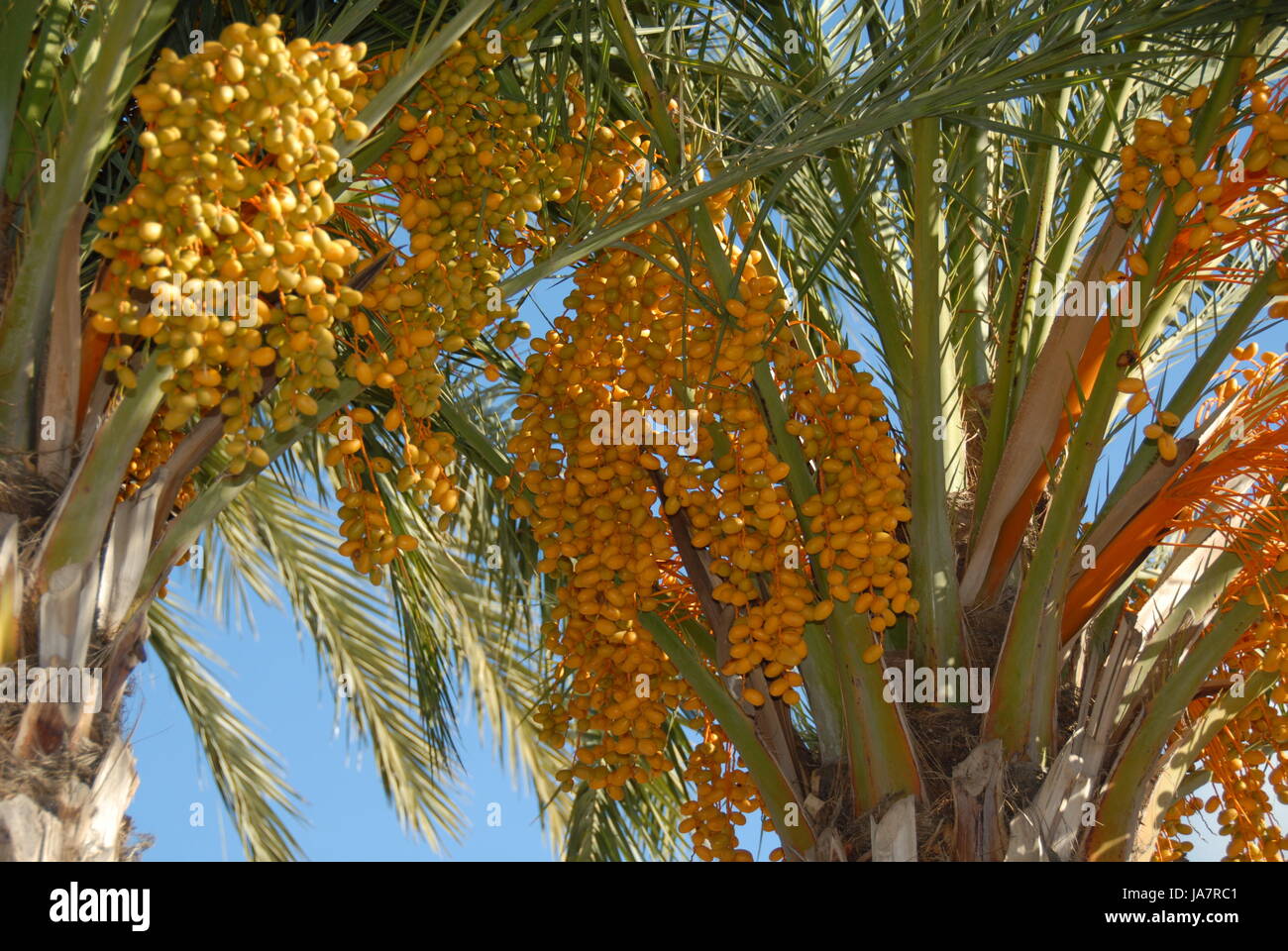 spain - date palm Stock Photo - Alamy