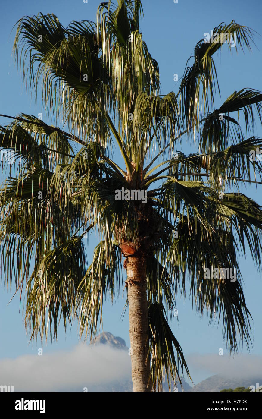 spain - palms Stock Photo - Alamy