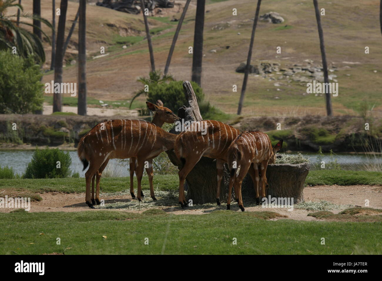 Safari west california hi-res stock photography and images - Alamy