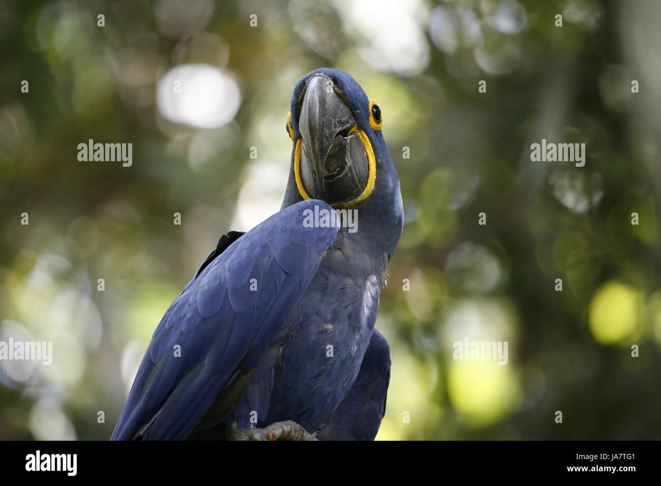 blue, bird, birds, feathers, beak, beaks, parrot, blue, shine, shines ...