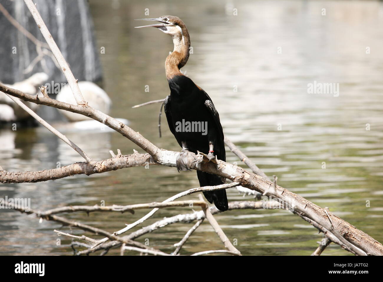 bird, birds, branch, feathers, beak, put, sitting, sit, beaks, salt ...