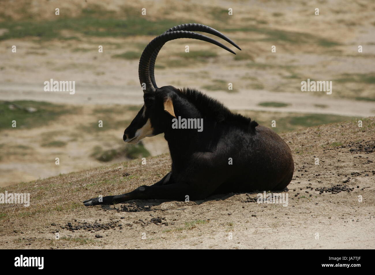 mammal, wild, animals, safari, nature, shine, shines, bright, lucent ...