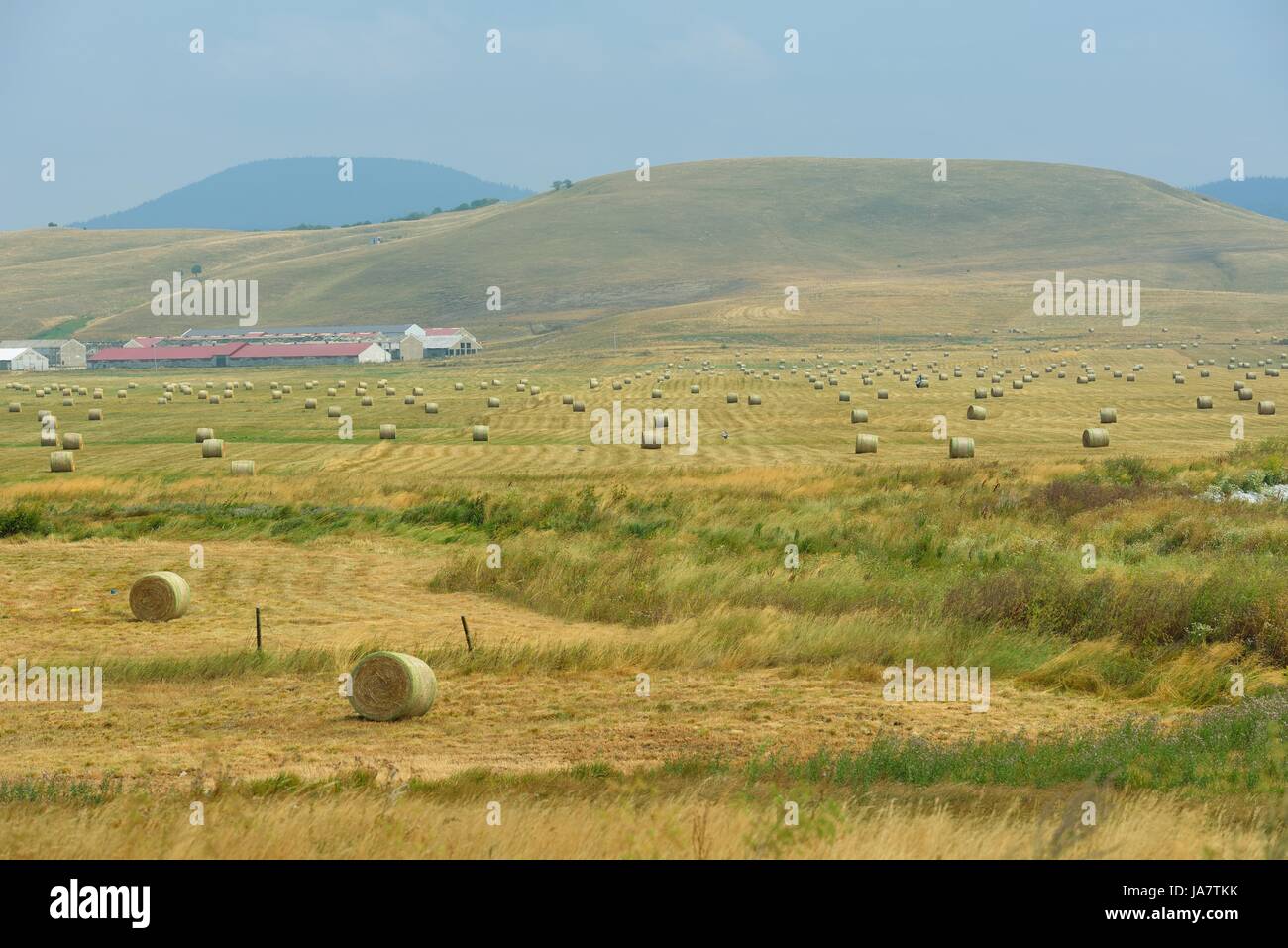 blue, food, aliment, agricultural, colour, tree, flower, plant, sunset ...