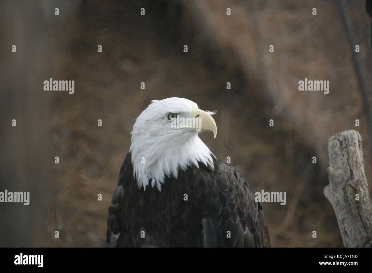 bird, birds, raptor, rock, beak, eagle, beaks, feather, shine, shines ...