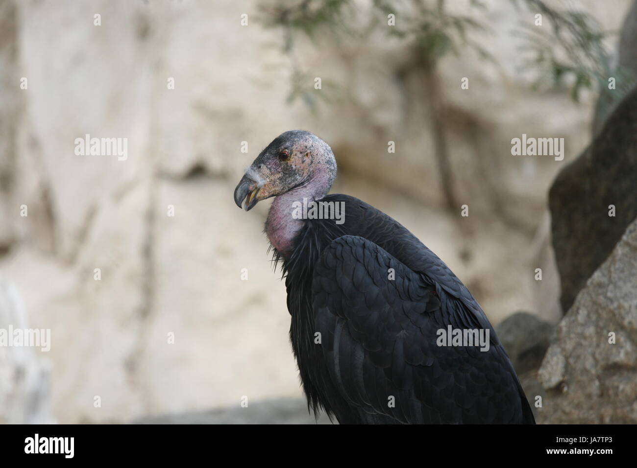 feathers, beak, put, sitting, sit, beaks, shine, shines, bright, lucent ...