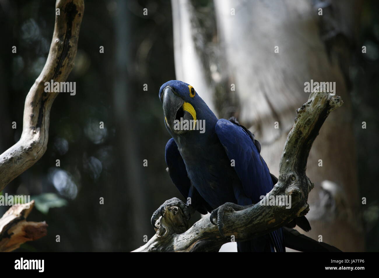 tree, trees, bird, birds, feathers, beak, put, sitting, sit, beaks ...