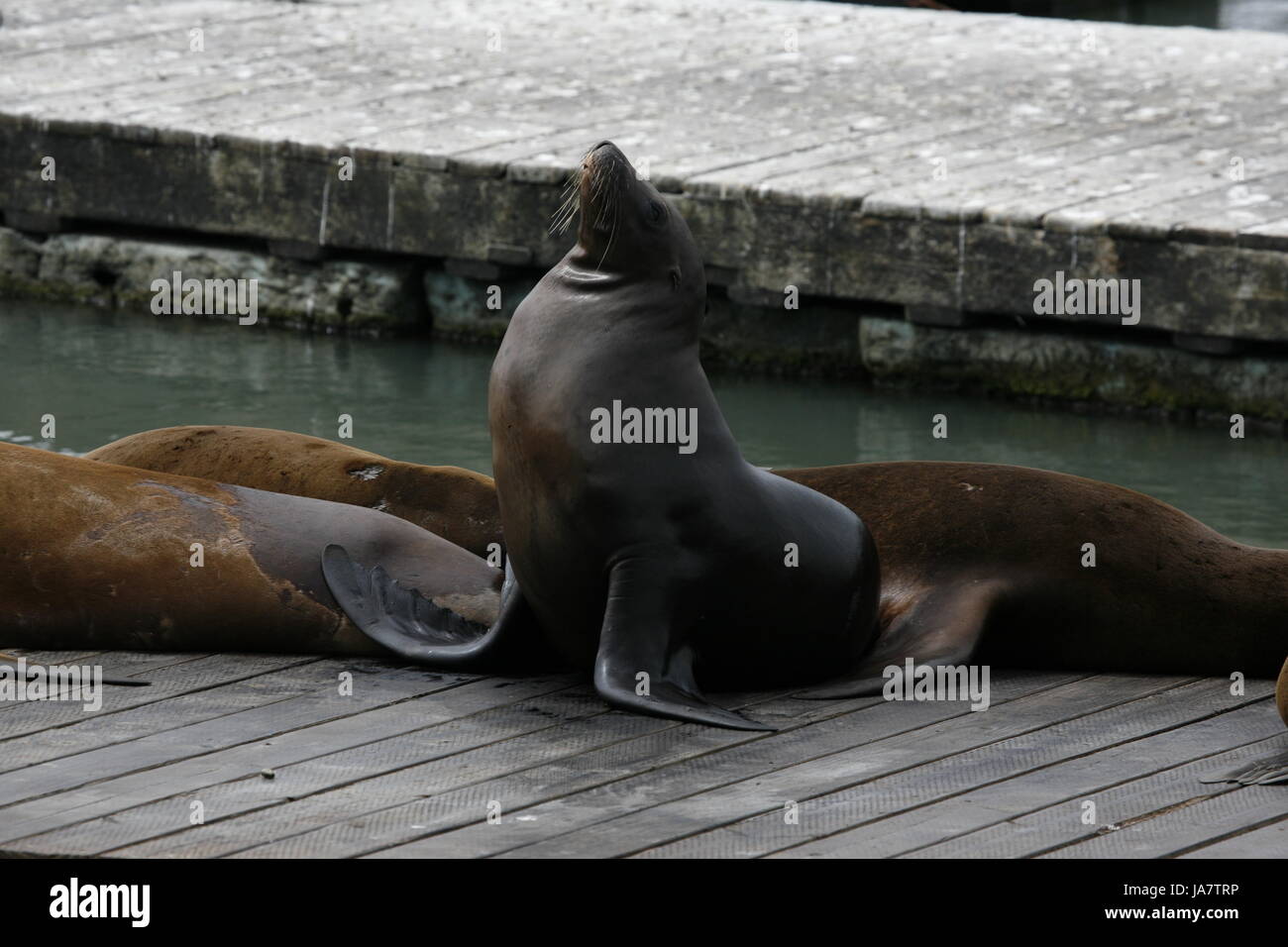 animal, lie, lying, lies, seals, group, salt water, sea, ocean, water ...