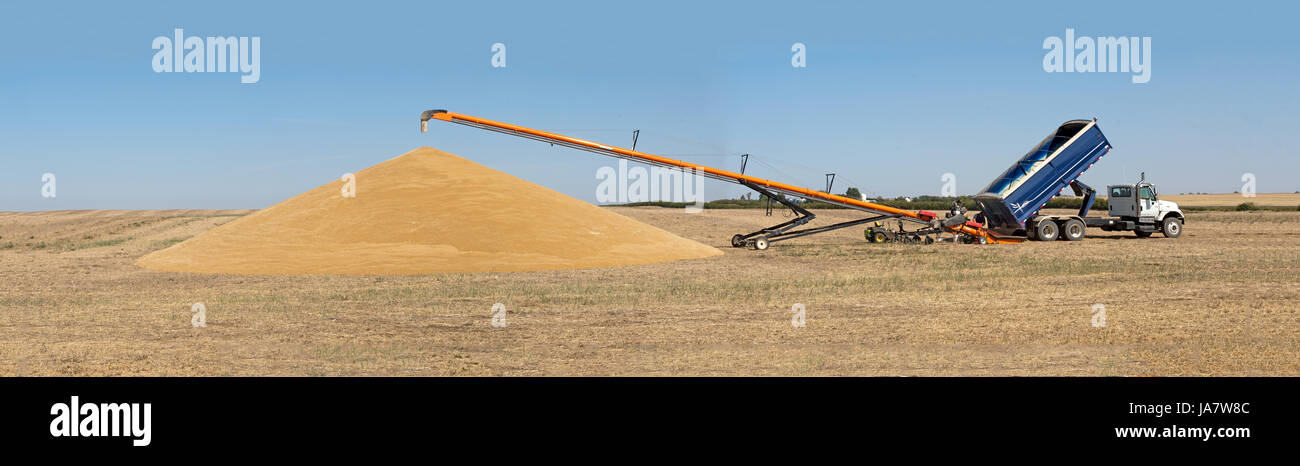 Loading harvested grain from dump truck into large open pile on farm ...