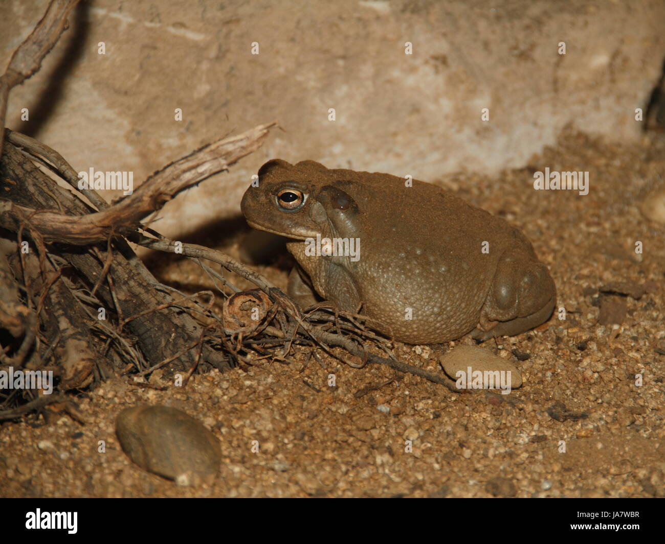 amphibians, frog, ugly, toad, toxic, poisonous, macro, close-up, macro ...