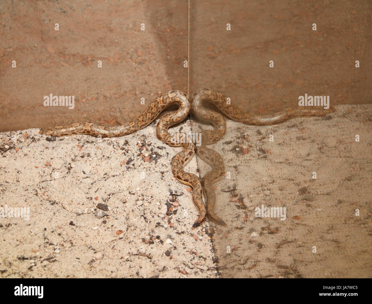 snake in the mirror Stock Photo - Alamy