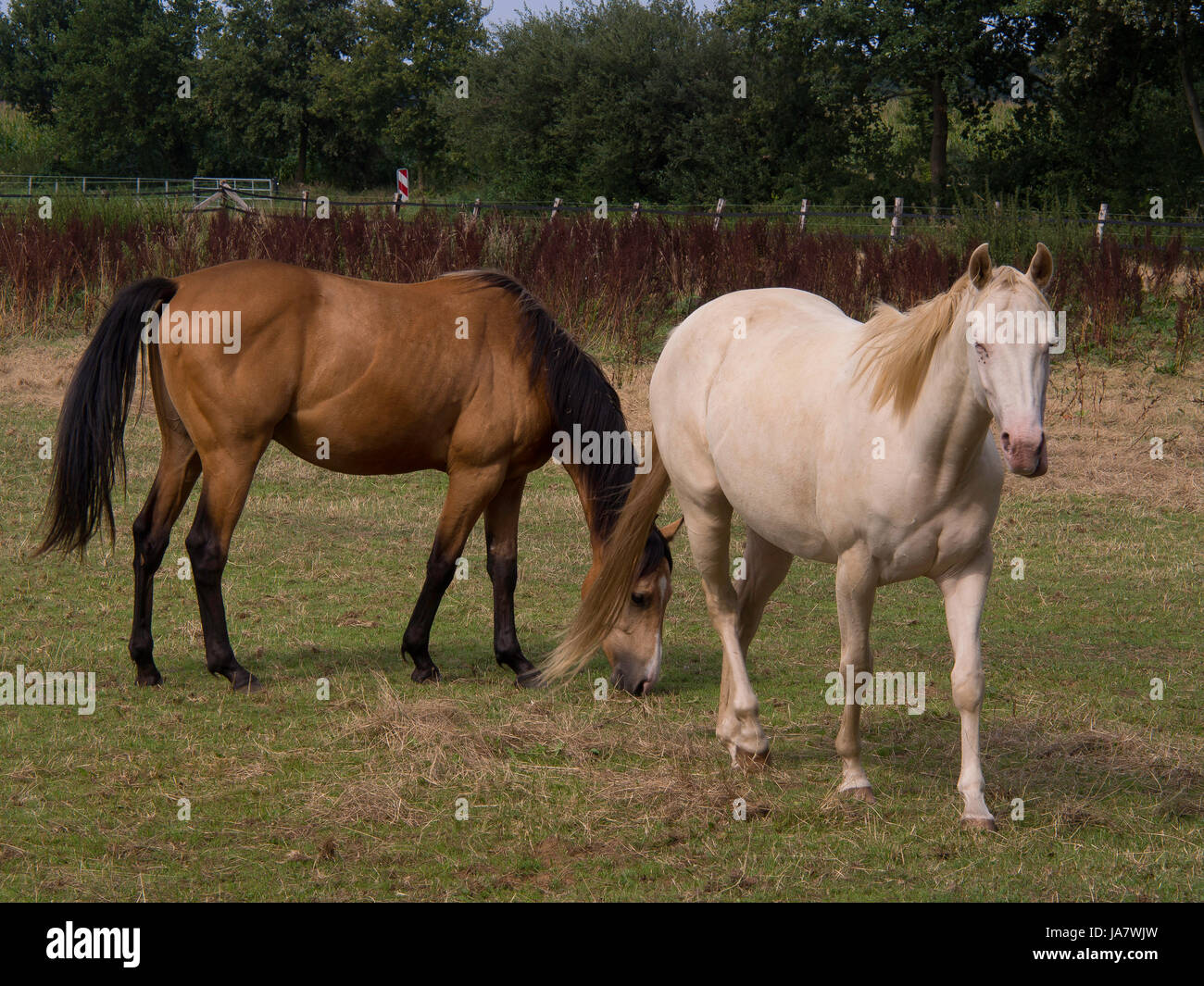 ride, horse, animal, riding, horseriding, nature, ride, horse, animal ...