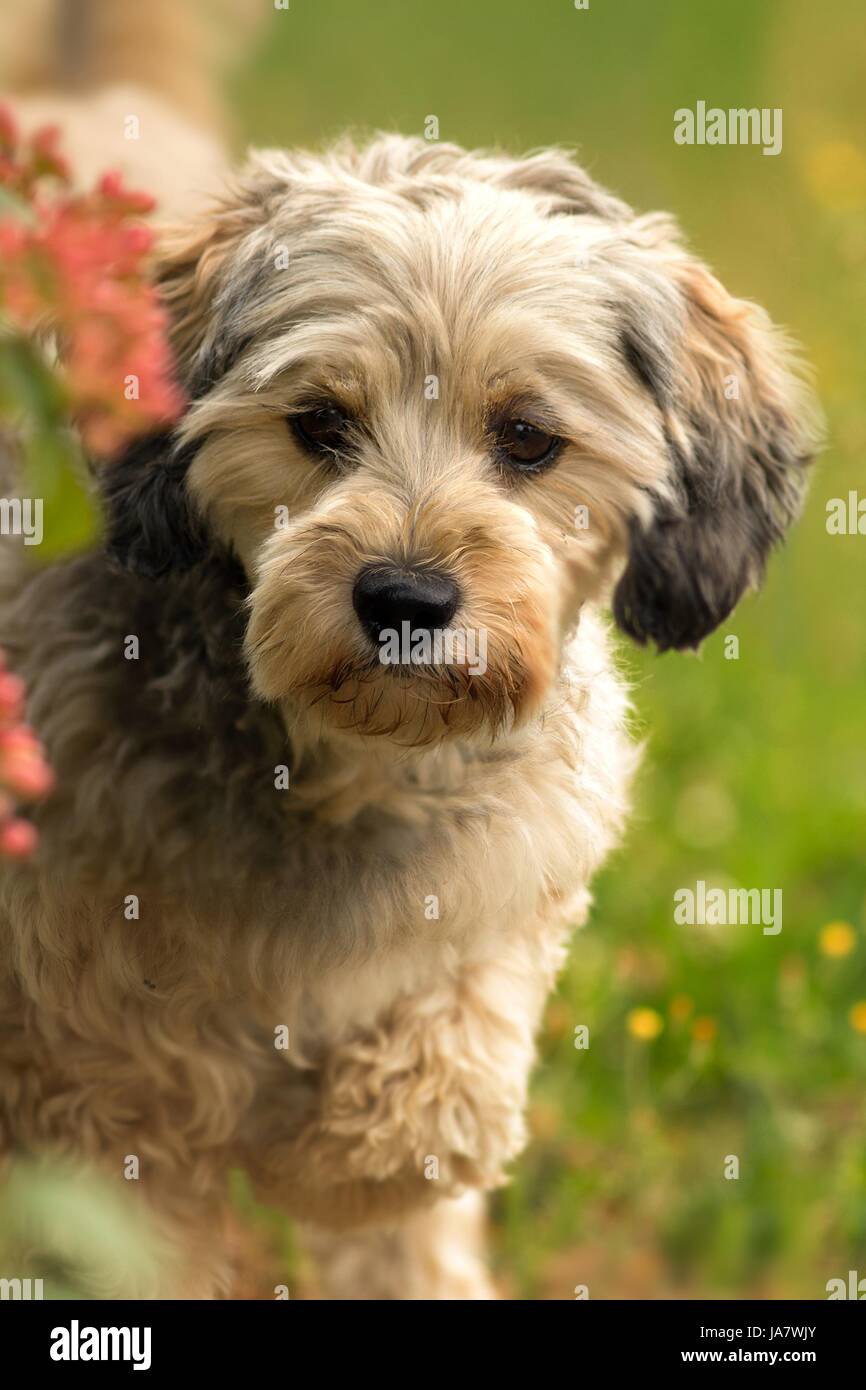 Hybrid female hi-res stock photography and images - Alamy
