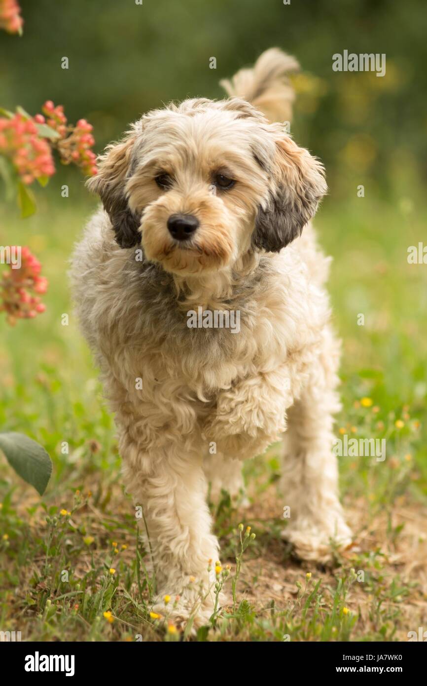 female poodle hybrid / femal mix breed poodle Stock Photo - Alamy