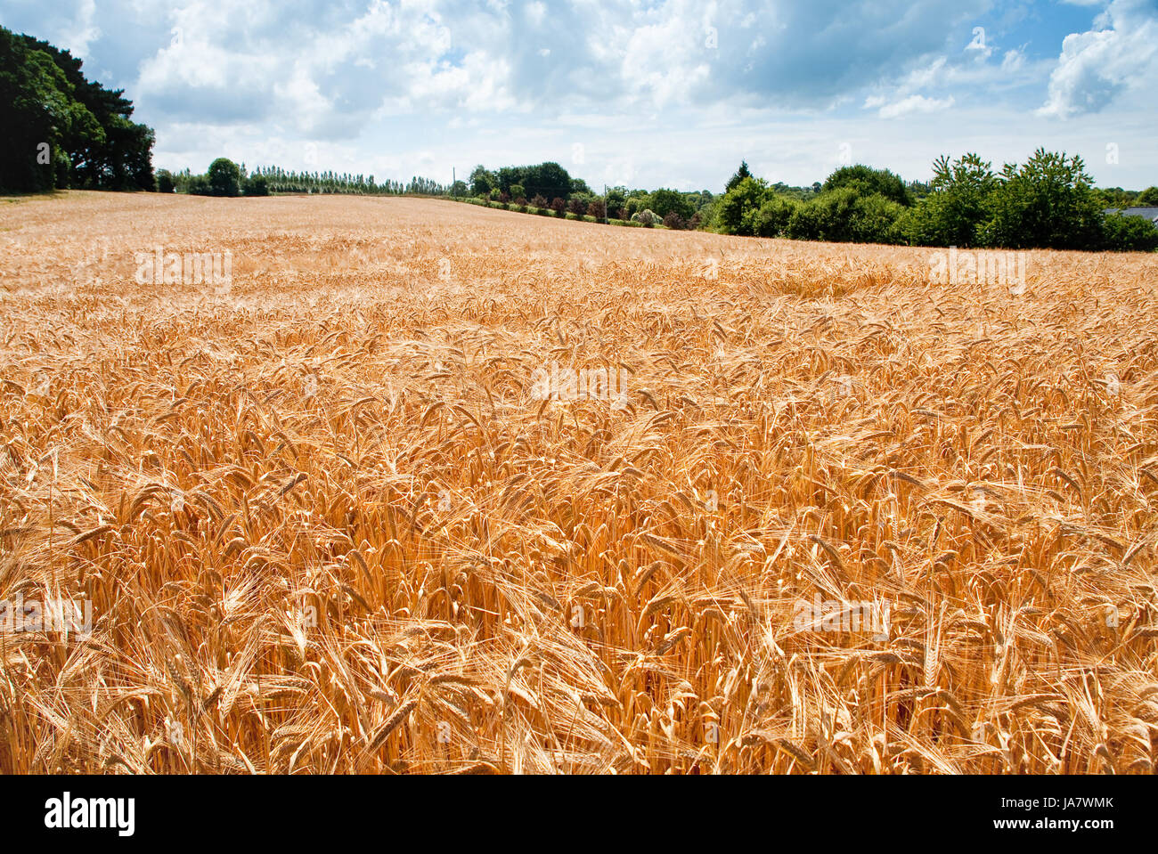 close, blue, food, aliment, agrarian, agricultural, fodder, tree, hill ...