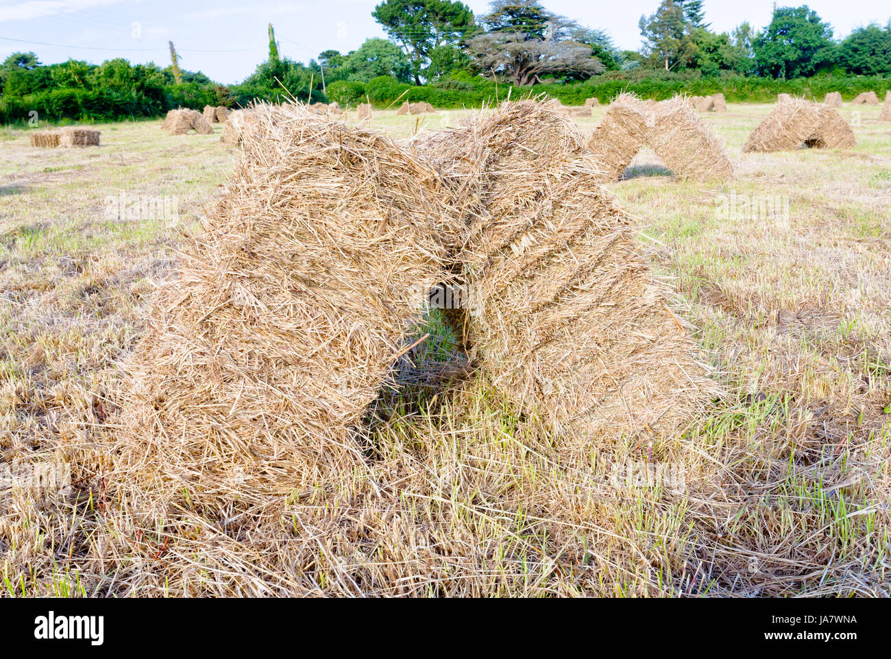 straw stack in field in Bretagne Stock Photo - Alamy