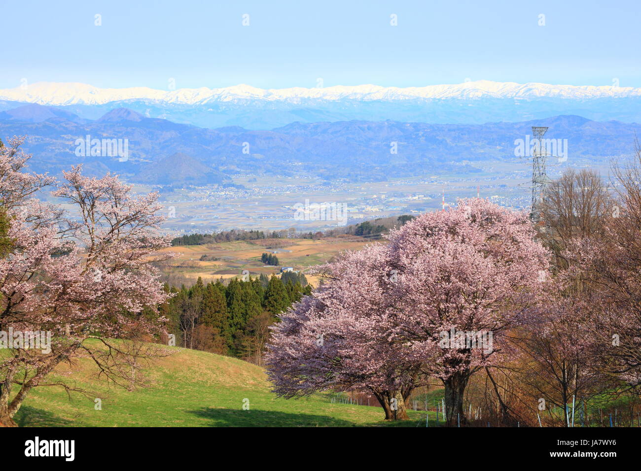 beautiful, beauteously, nice, eco, environment, enviroment, tree ...