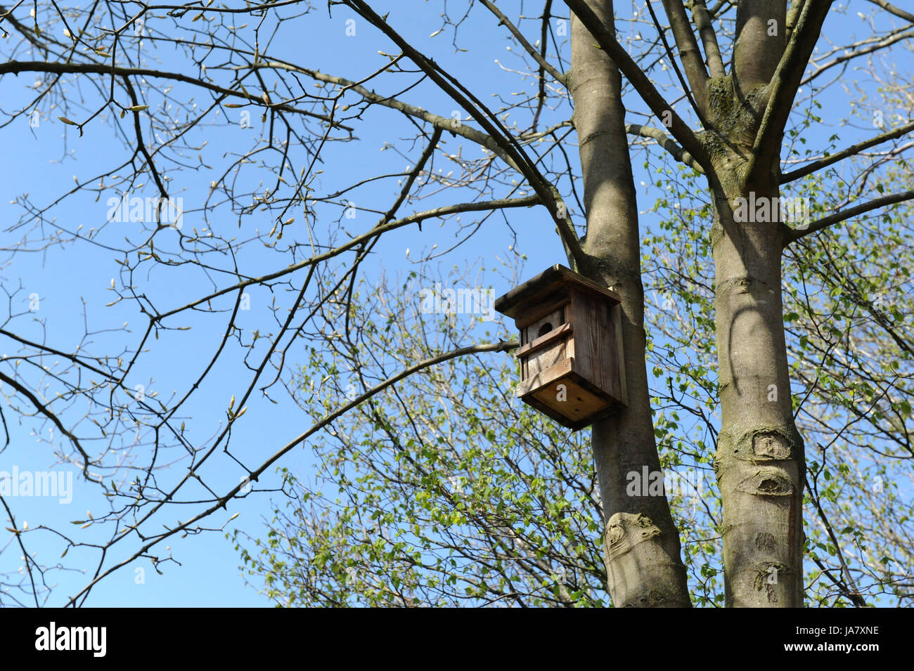 tree, deciduous tree, conservation of nature, aviary, birds protection ...