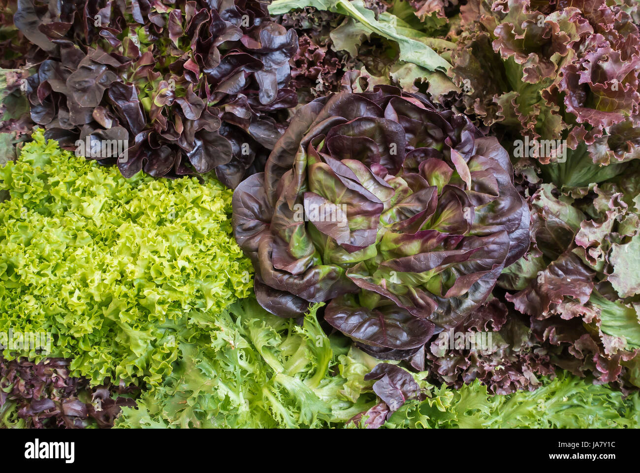 Assorted Lettuce on Display at Farmer's Market Stock Photo - Alamy