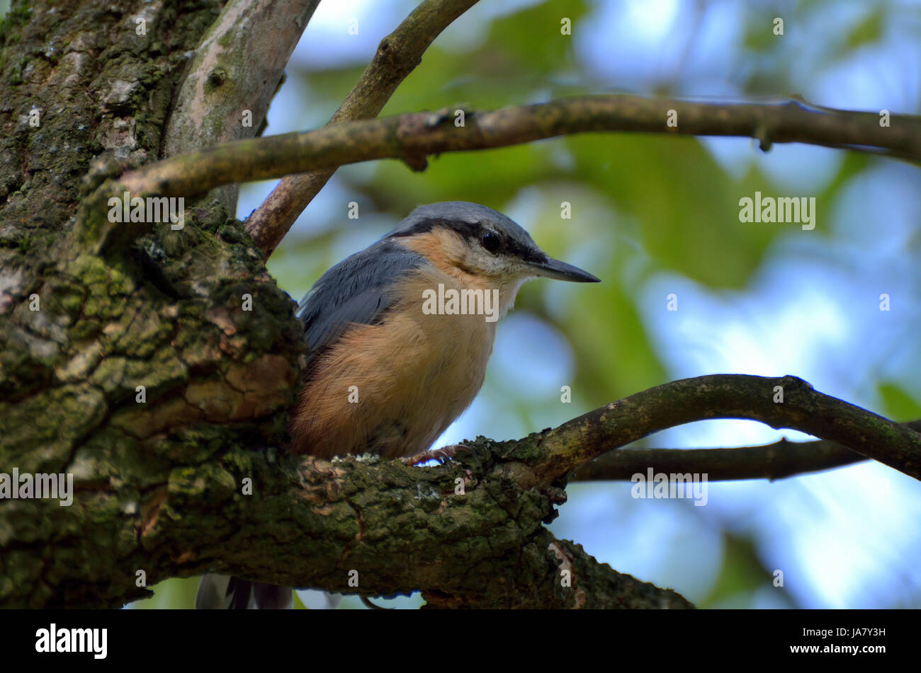 bird, birds, branch, blue, tree, bird, birds, branch, red, nature ...