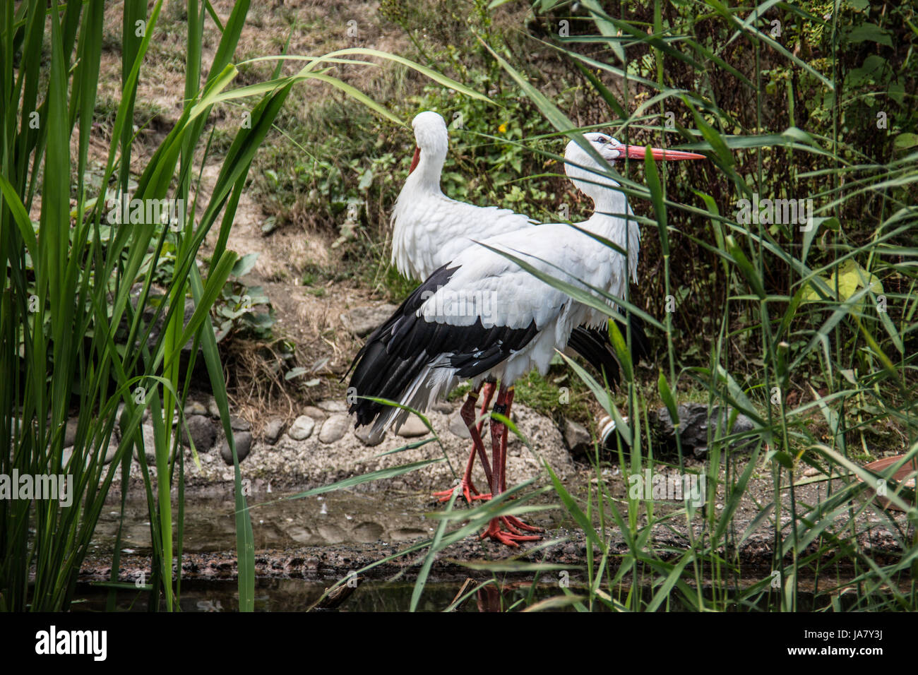 bird, birds, feathers, beak, storks, migrant, birds of passage, beaks, bird Stock Photo - Alamy