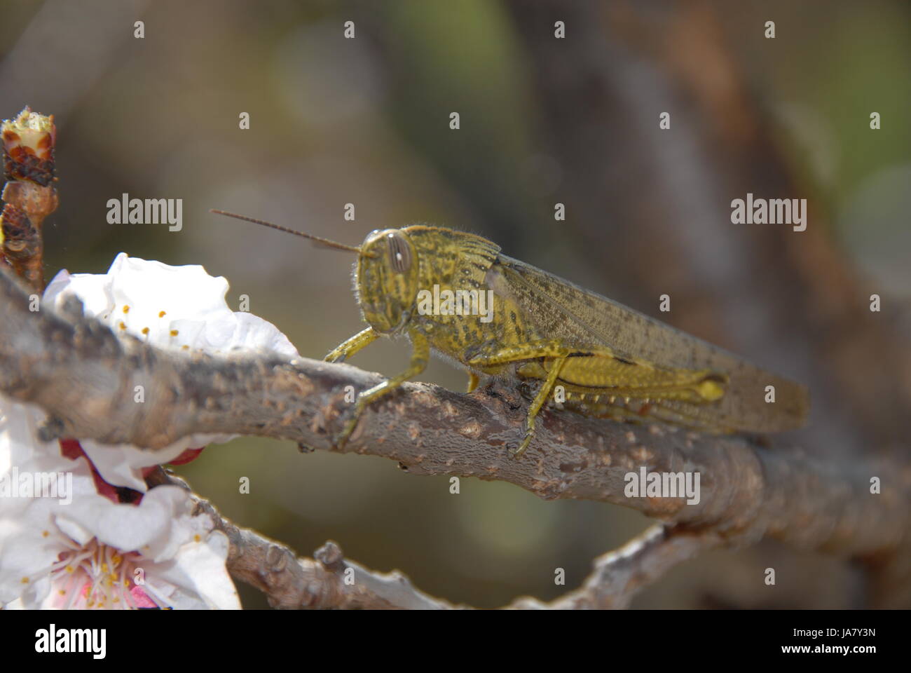 locust - grasshopper Stock Photo - Alamy