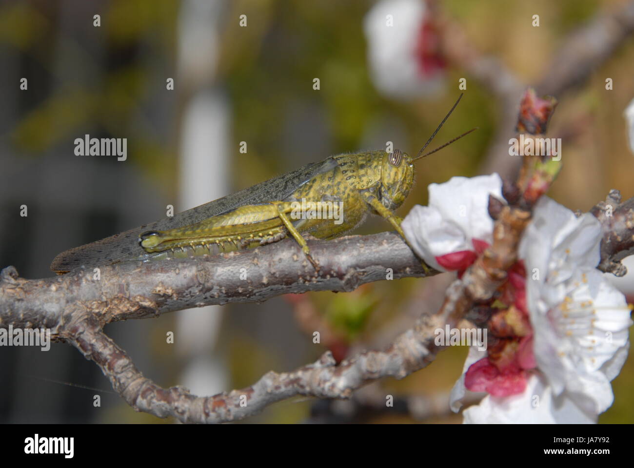 grasshopper, locusts, grasshoppers, blue, tree, spain, branch ...