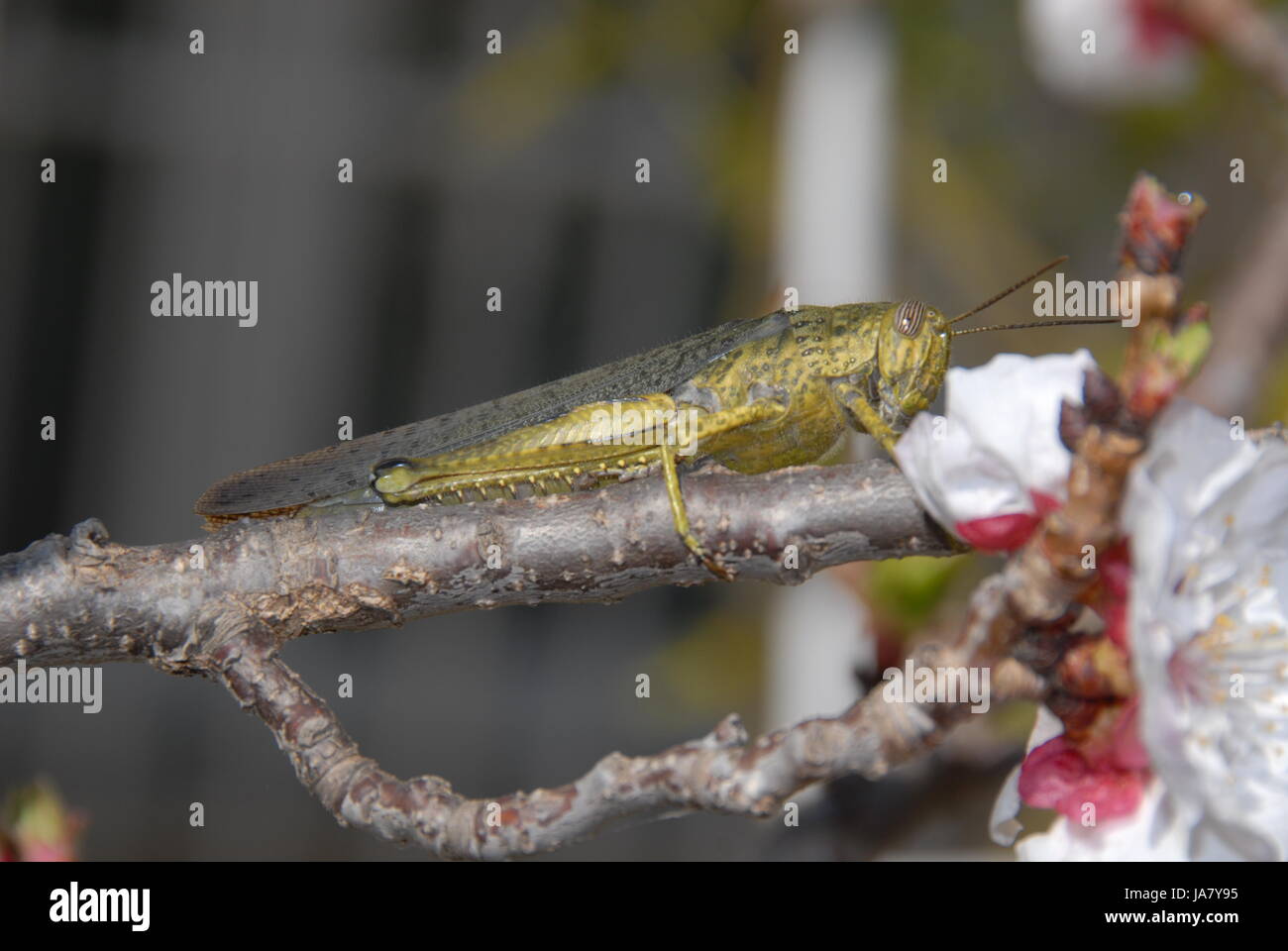grasshopper, locusts, grasshoppers, blue, tree, spain, branch ...
