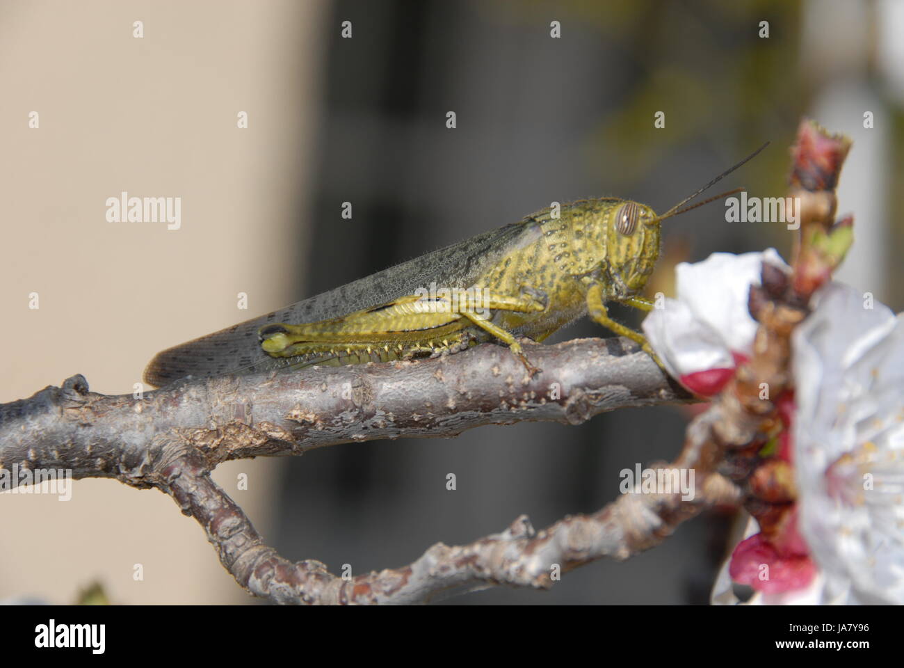grasshopper, locusts, grasshoppers, blue, tree, spain, branch ...