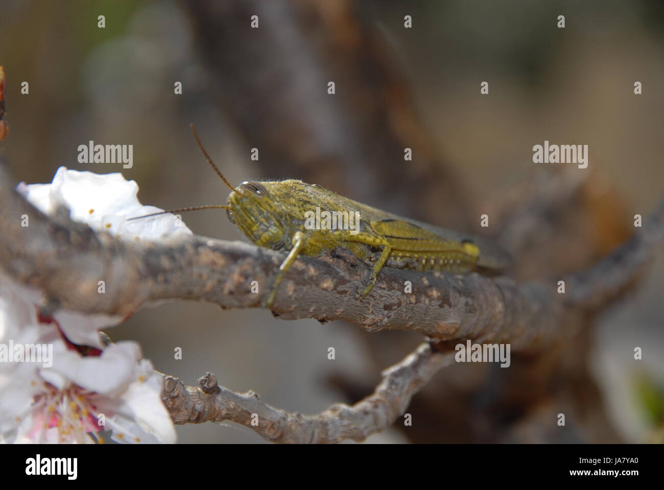 grasshopper, locusts, grasshoppers, blue, tree, spain, branch ...