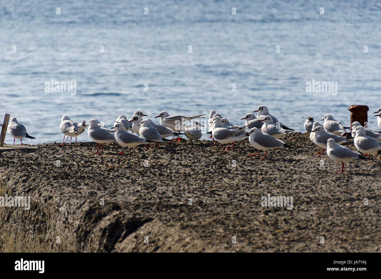 bird, pier, genoa, salt water, sea, ocean, water, italy, nature ...