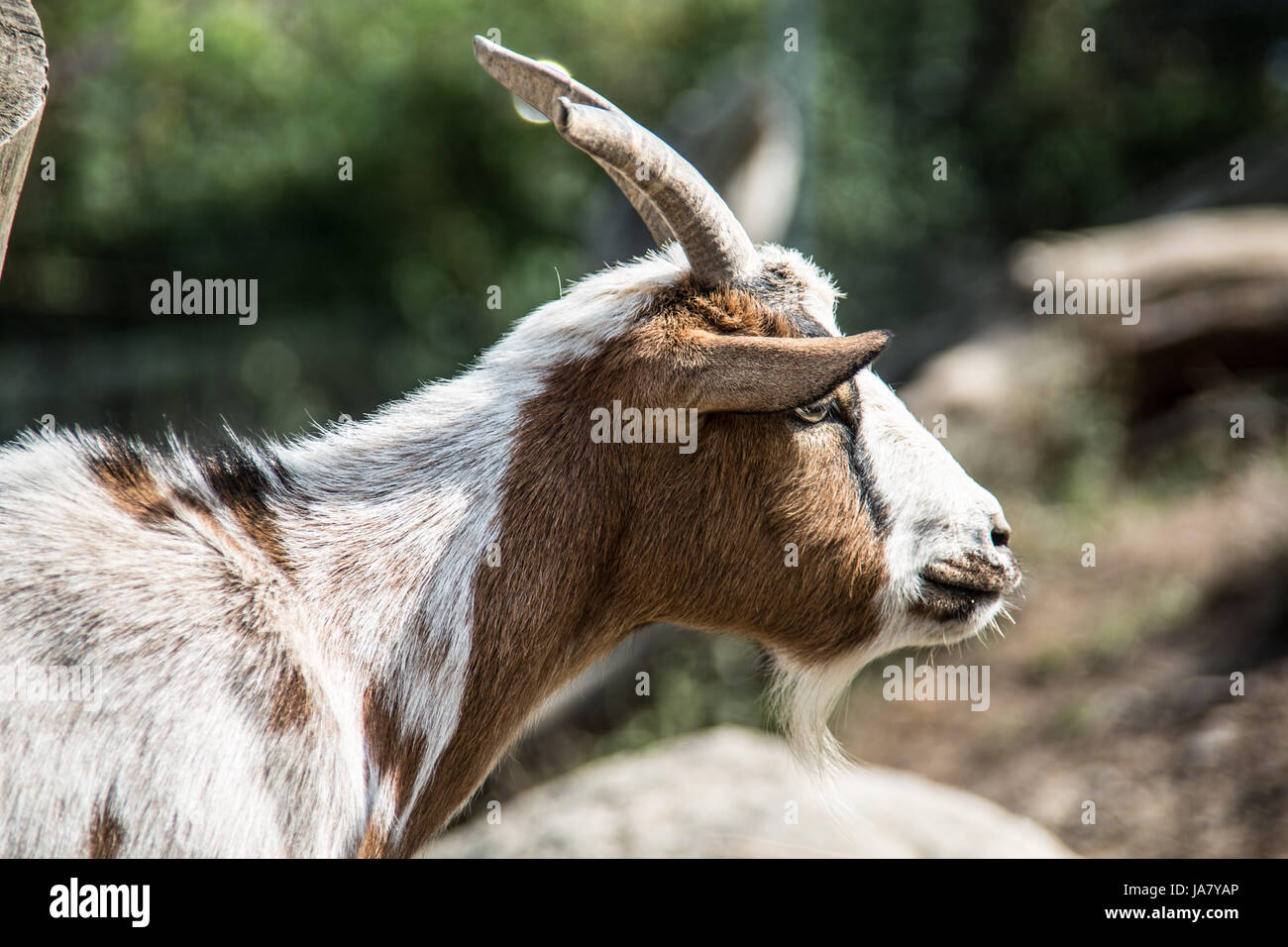 Pied goat hi-res stock photography and images - Alamy