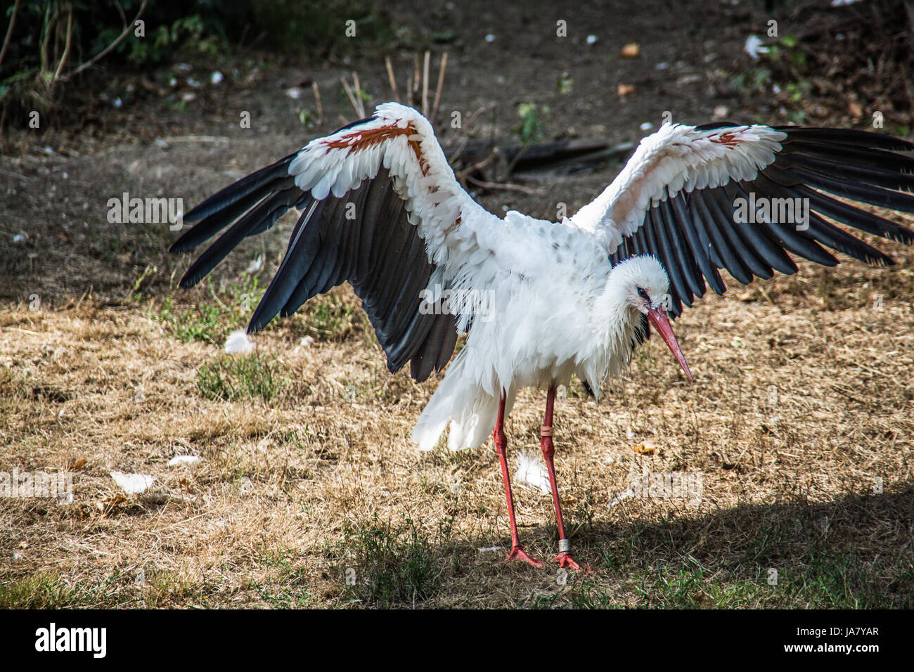 bird, birds, feathers, beak, storks, migrant, birds of passage, beaks, bird Stock Photo - Alamy