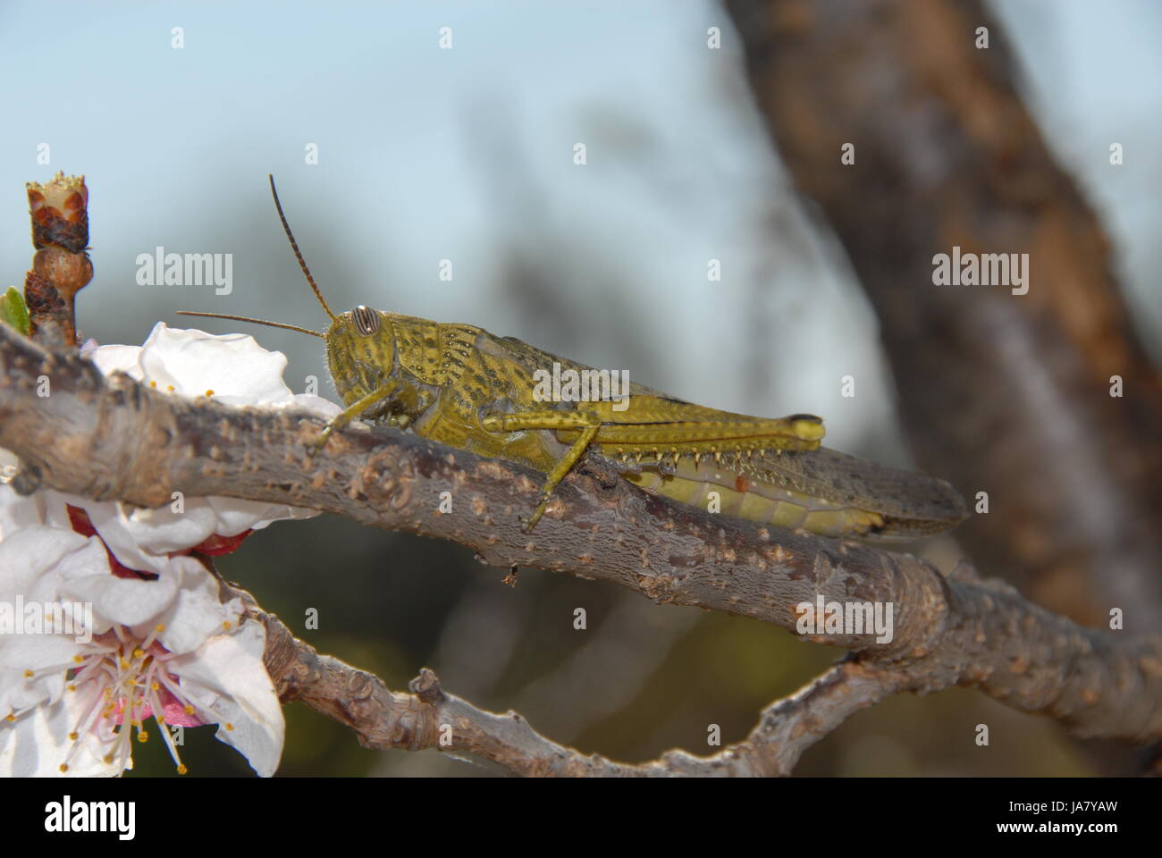 grasshopper, locusts, grasshoppers, blue, tree, spain, branch ...