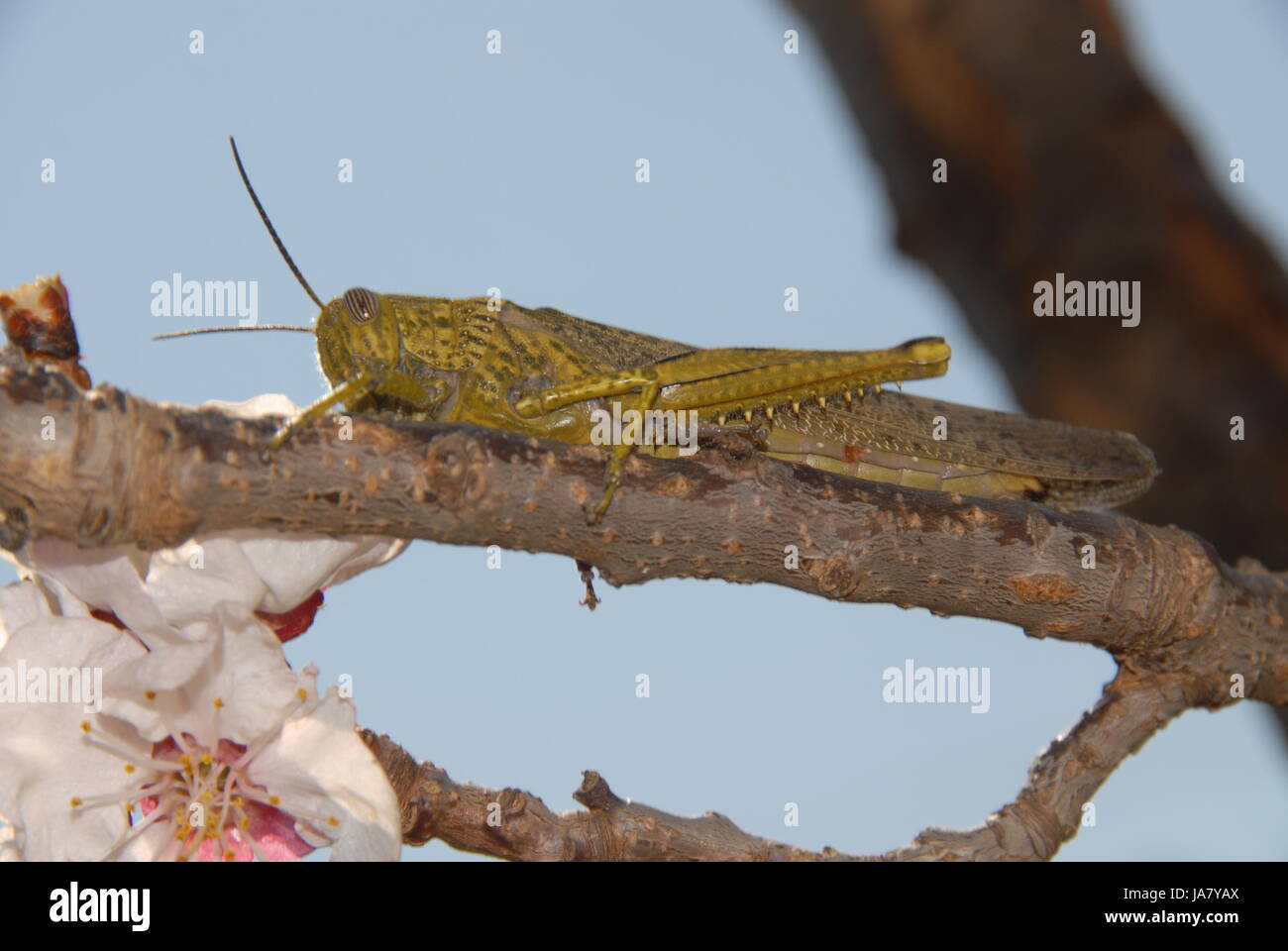 Grashpfer heuschrecke hi-res stock photography and images - Alamy