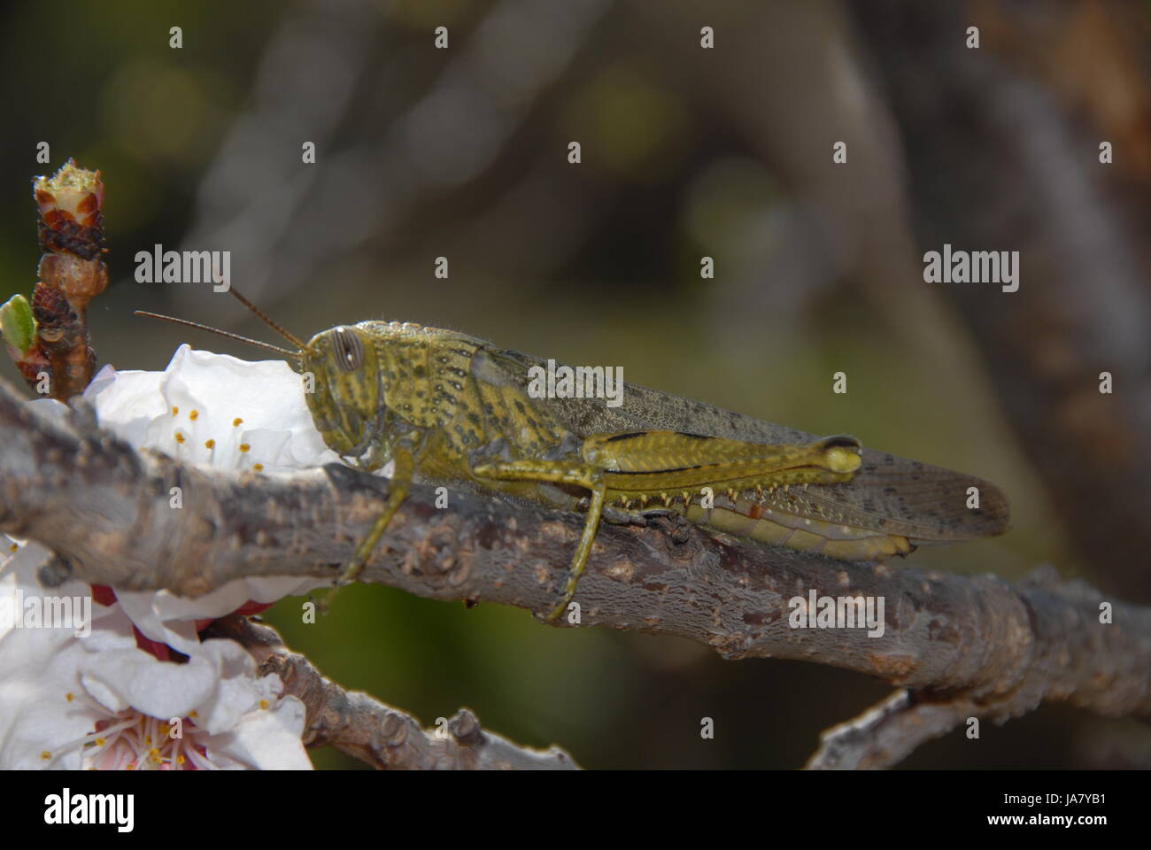 grasshopper, locusts, grasshoppers, blue, tree, spain, branch ...