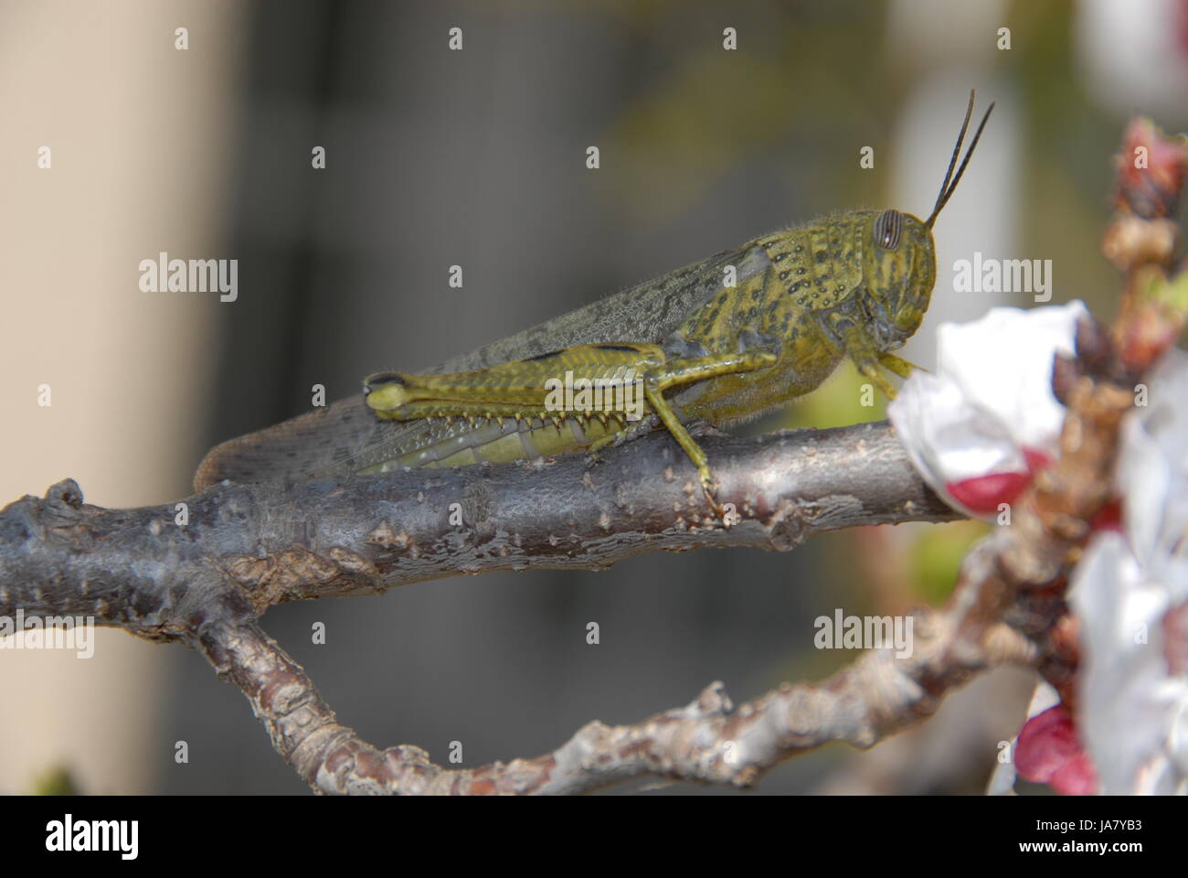 grasshopper, locusts, grasshoppers, blue, tree, spain, branch ...